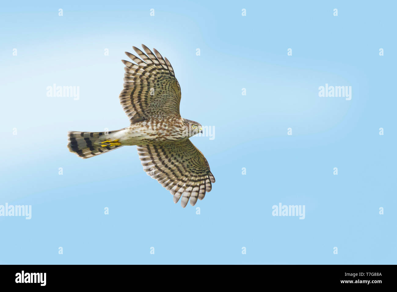 First-winter Sharp-shinned Hawk (Accipiter striatus) in flight against ...
