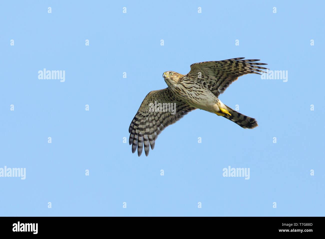 Smallest hawk hi-res stock photography and images - Alamy