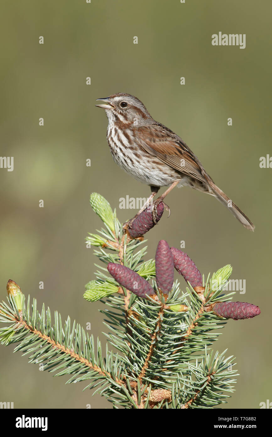 Adult Song Sparrow, Melospiza melodia Kamloops, British Columbia June ...