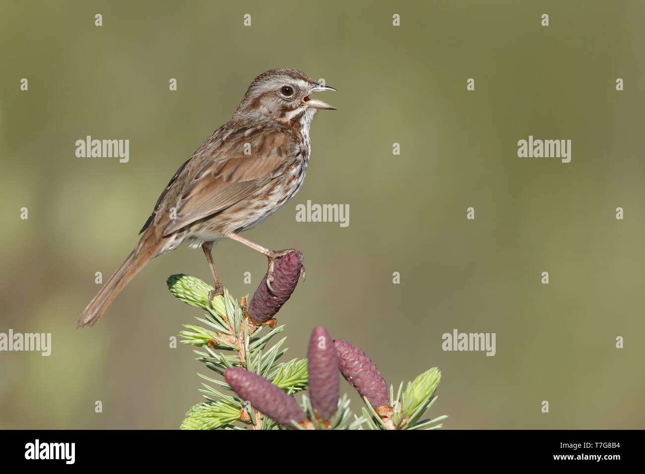 Song sparrow british columbia hi-res stock photography and images - Alamy