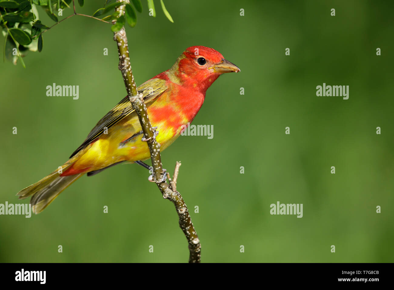 Immature male Summer Tanager, Piranga rubra Galveston Co., Texas April ...