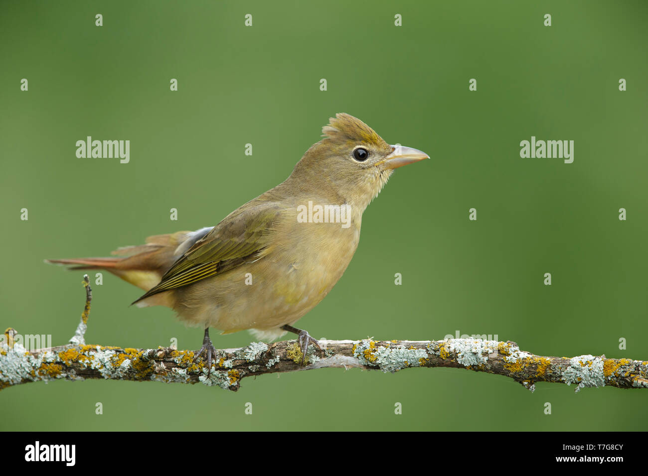Female summer tanager hi-res stock photography and images - Alamy