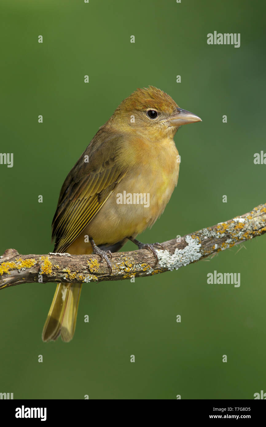 Adult female Summer Tanager (Piranga rubra) Galveston Co., Texas, USA ...