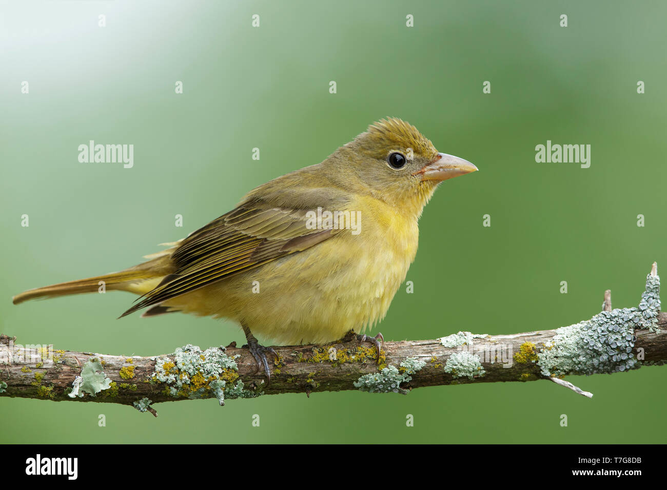 Female summer tanager hi-res stock photography and images - Alamy