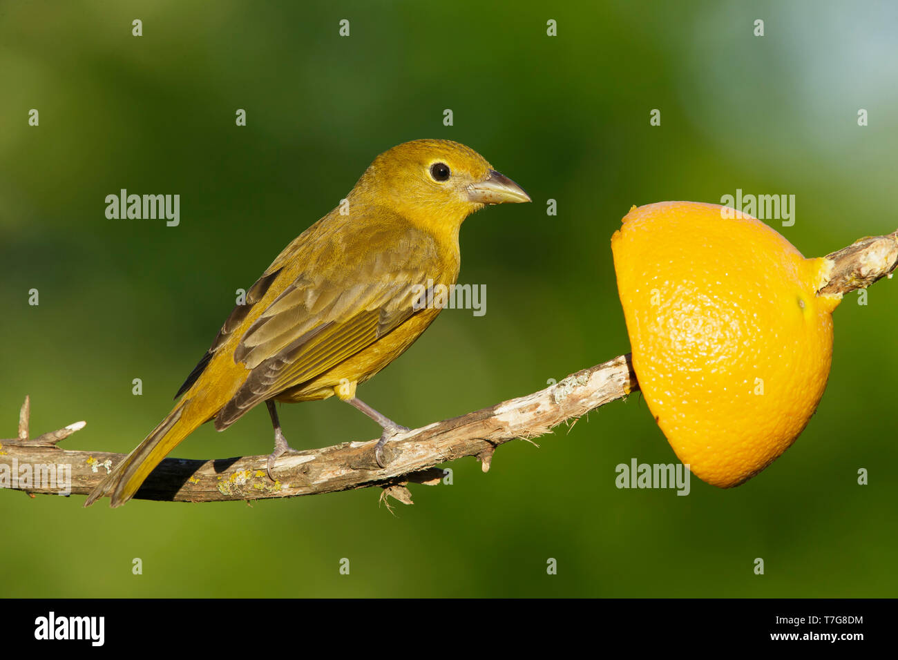 Female summer tanager hi-res stock photography and images - Alamy