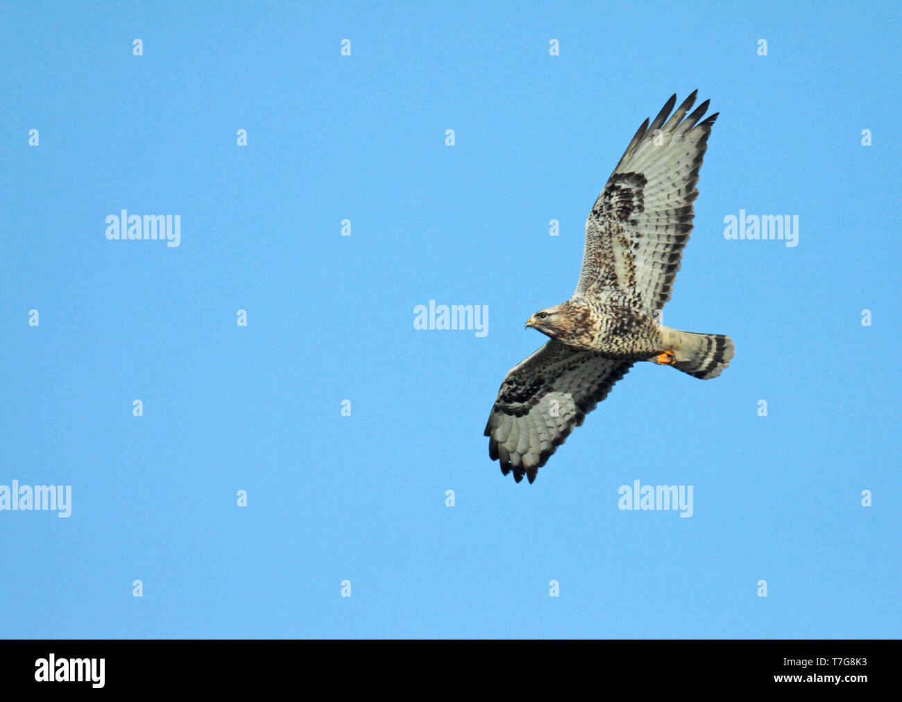Rough-legged Buzzard (Buteo lagopus), adult male in flight, seen from ...