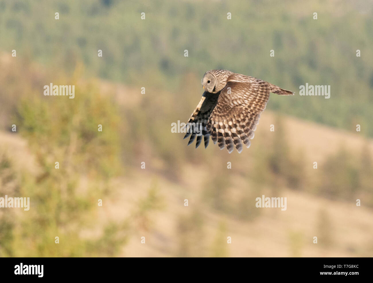 Ural Owl (Strix uralensis nikolskii) in flight in Mongolia Stock Photo ...