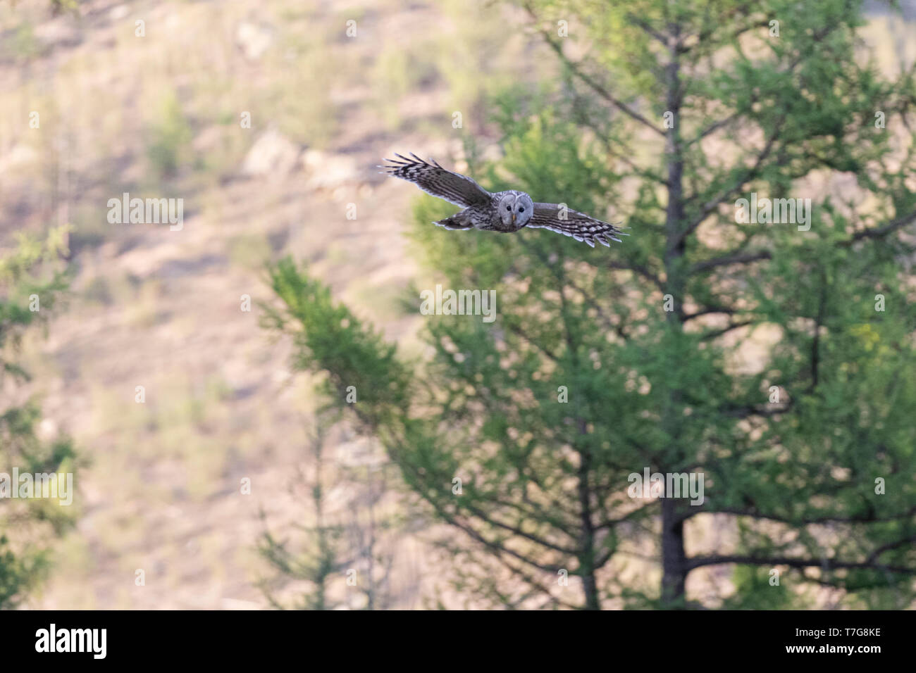 Ural Owl (Strix uralensis nikolskii) in flight during daylight in ...