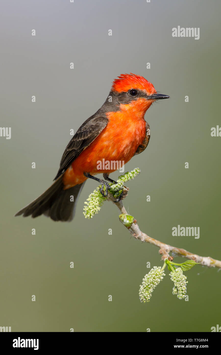 Adult breeding plumaged Vermilion flycatcher (Pyrocephalus obscurus ...