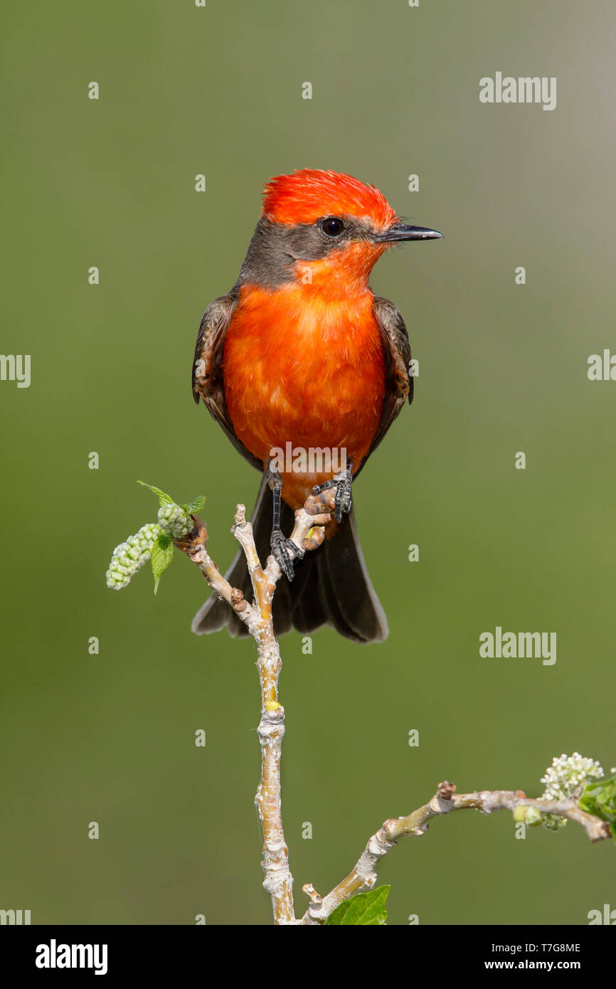 Pyrocephalus Obscurus High Resolution Stock Photography and Images - Alamy