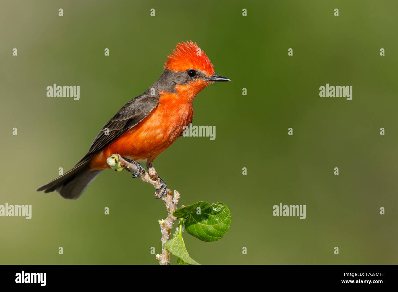 Adult breeding plumaged Vermilion flycatcher (Pyrocephalus obscurus ...