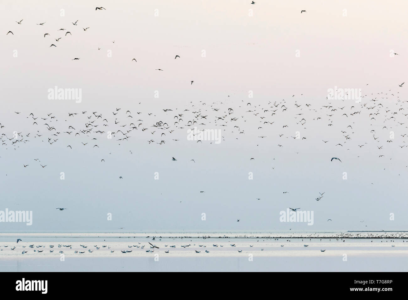 Large numbers of birds in the Wadden Sea, on the island of Nordstrand ...