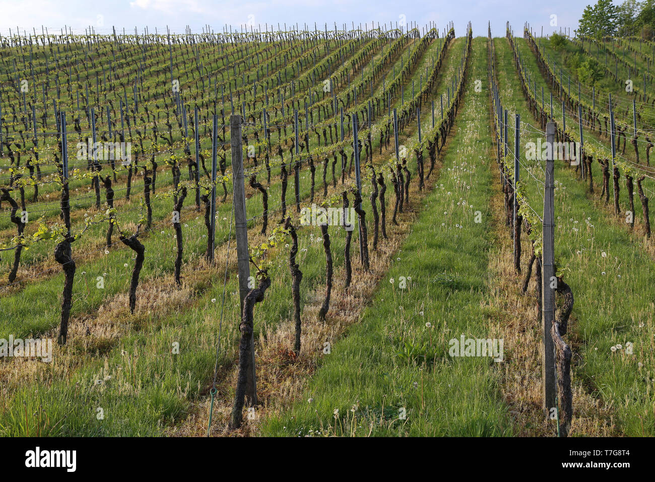 Green Grapes Vines in Vineyard during Spring Stock Photo - Alamy