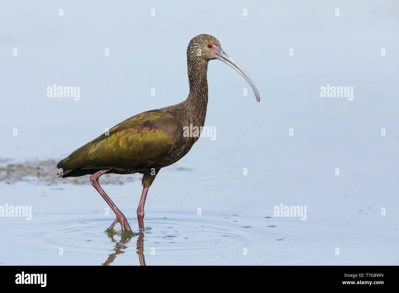 Adult White-faced Ibis (Plegadis chihi) in nonbreeding plumage standing ...