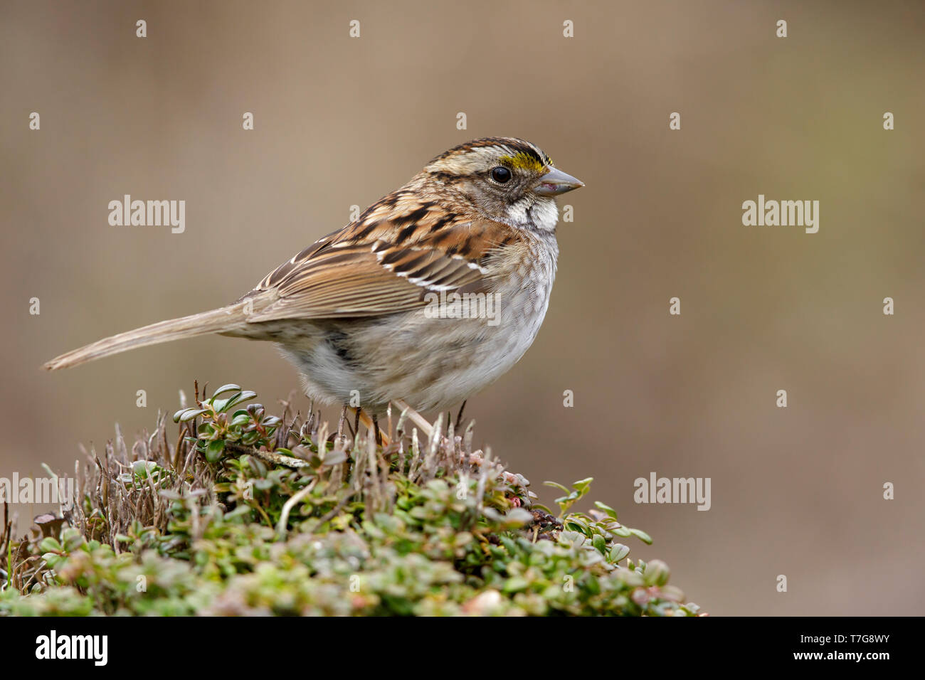 Adult White-throated Sparrow (Zonotrichia albicollis) in summer plumage ...