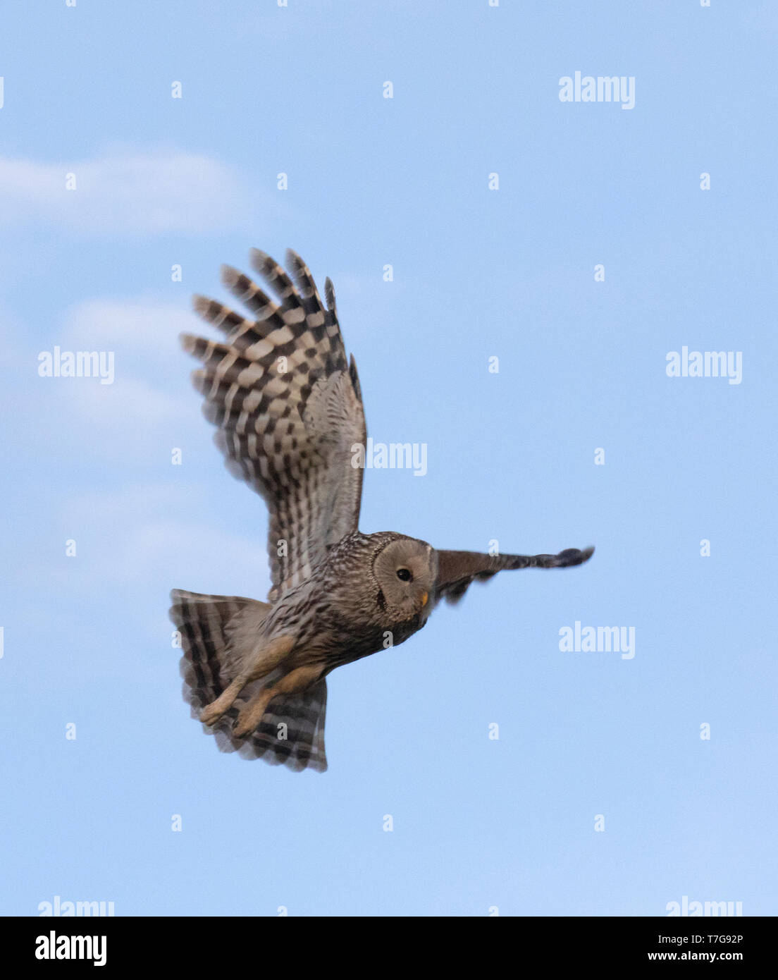 Ural Owl (Strix uralensis nikolskii) in flight in Mongolia. Flying ...