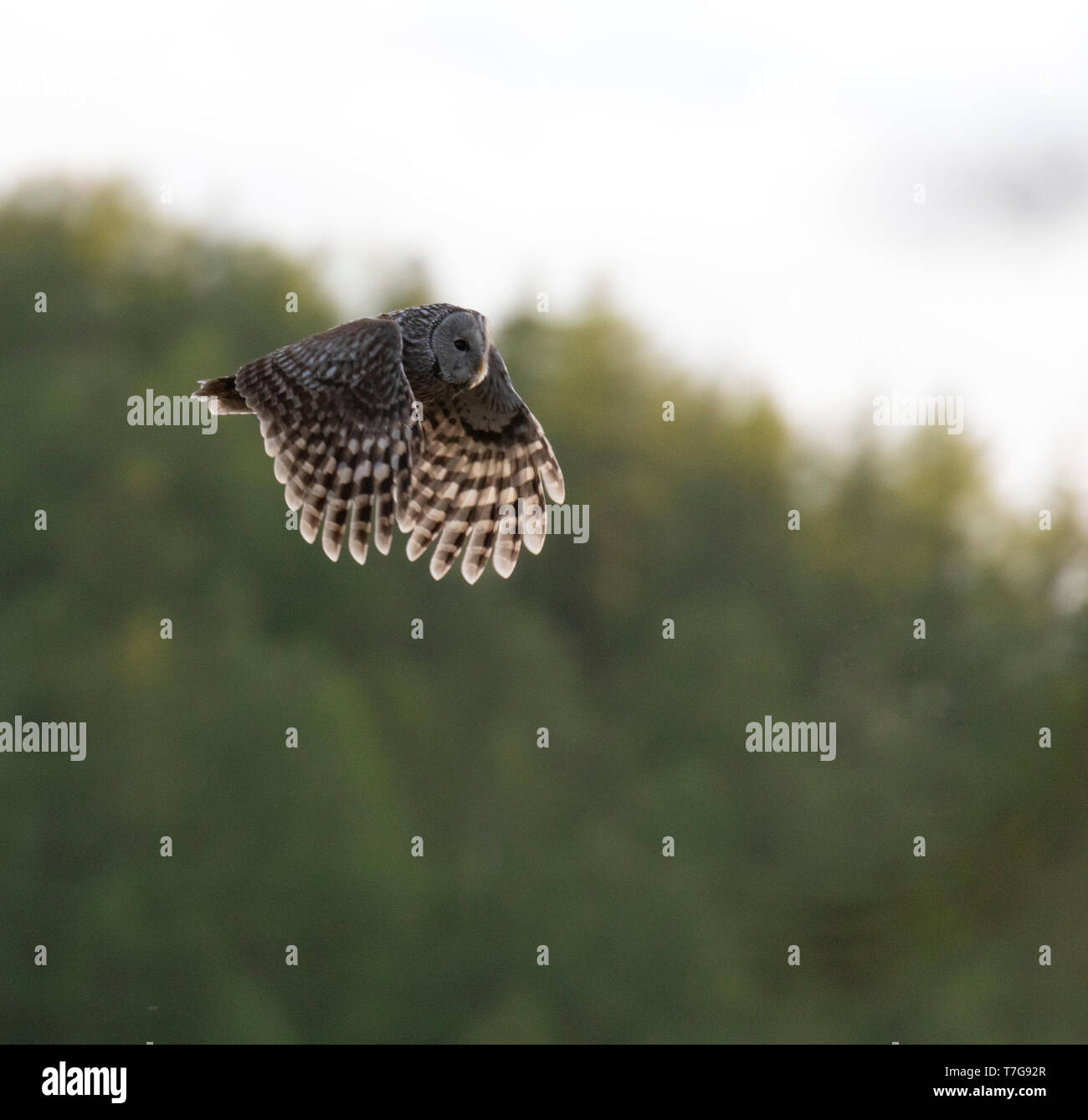 Ural Owl (Strix uralensis nikolskii) in flight in Mongolia Stock Photo ...
