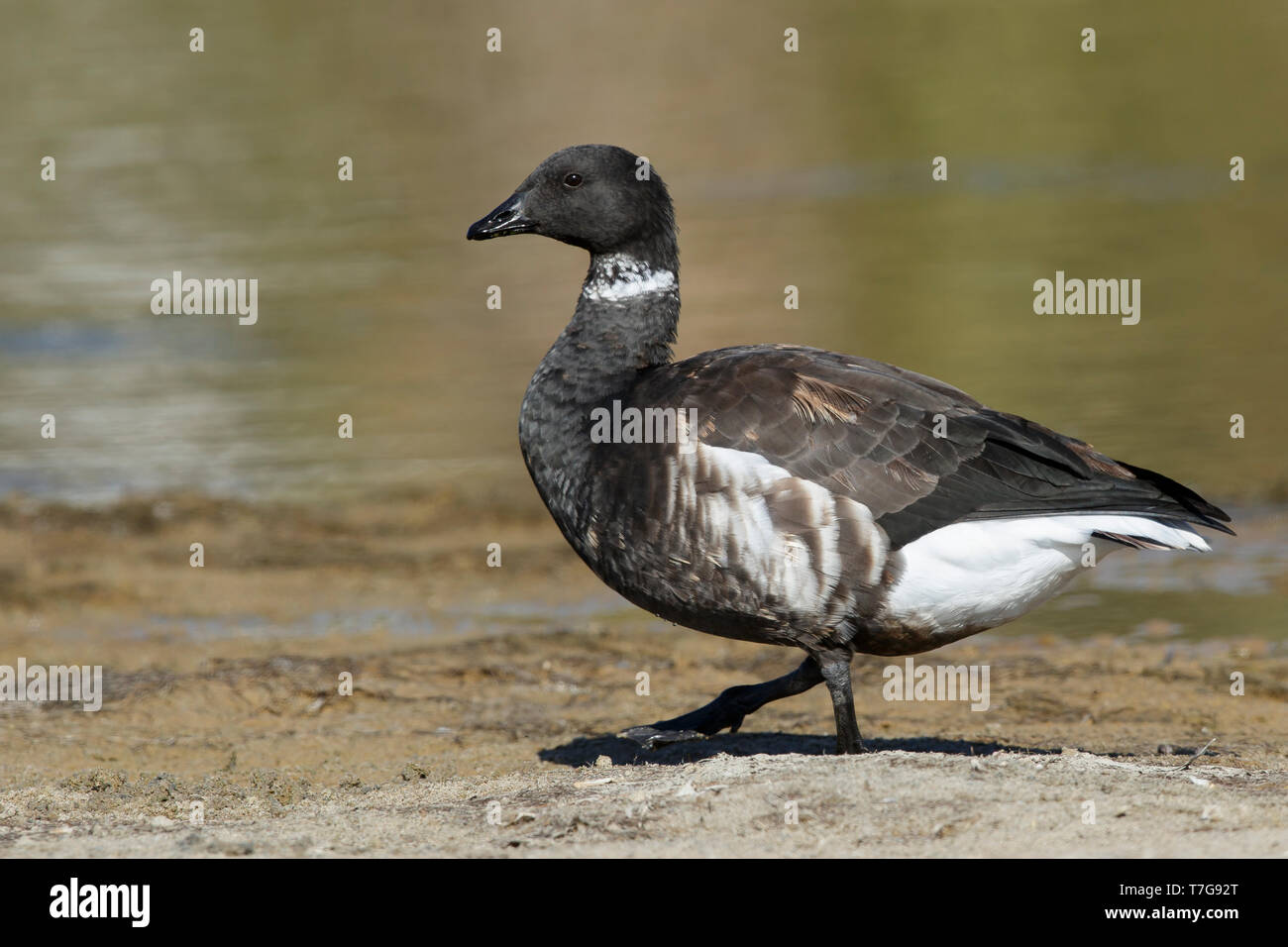 Adult Black Brant (Branta nigricans) Los Angeles County, California ...
