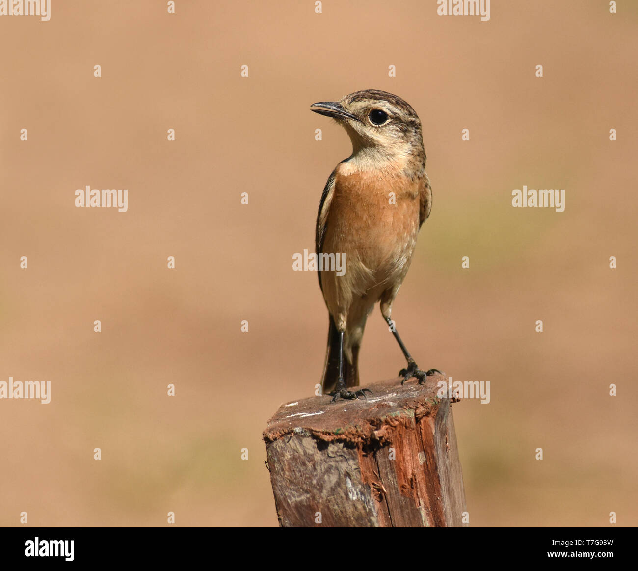 Wintering Stejneger's Stonechat (Saxicola stejnegeri) in Myanmar Stock ...