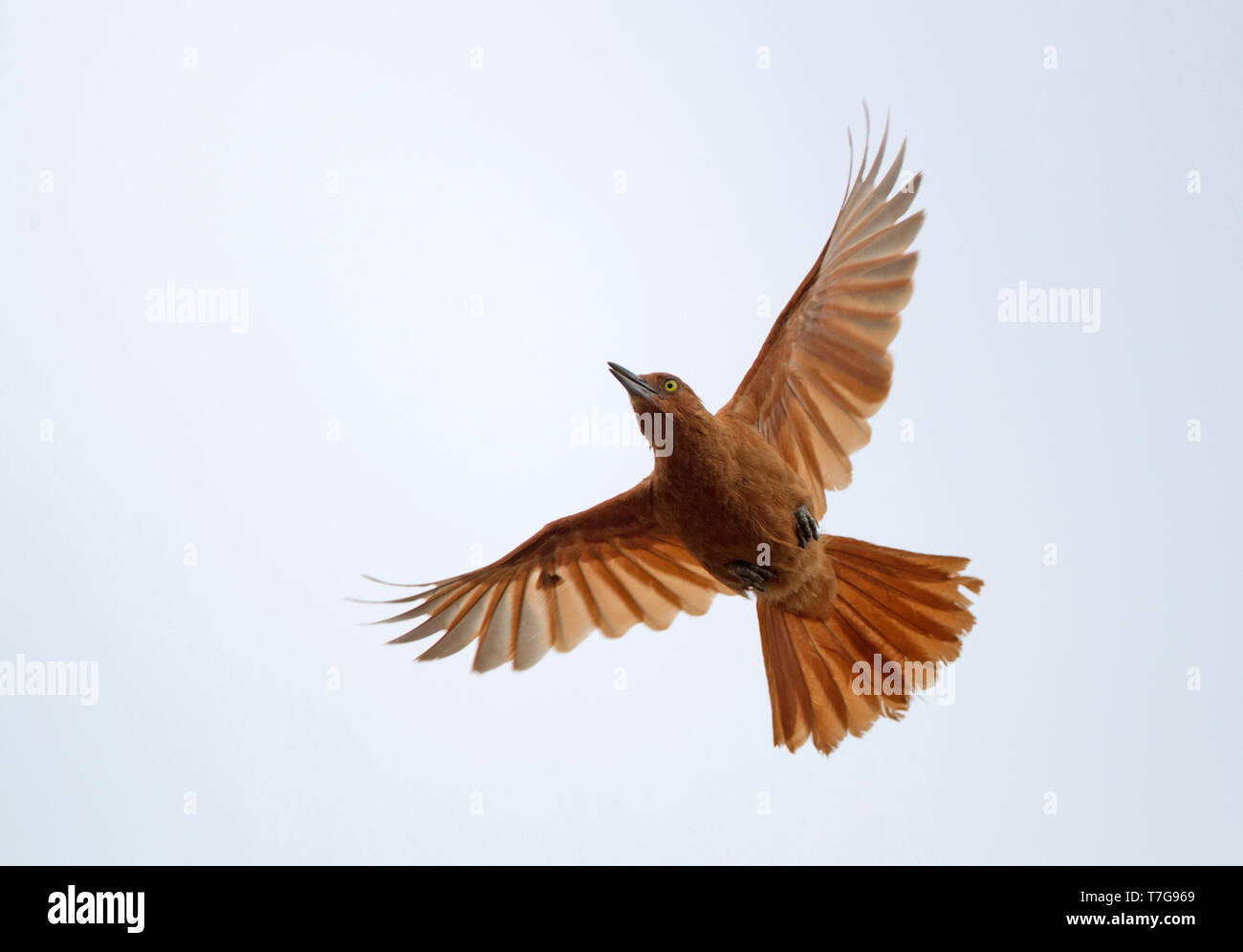 Caatinga brazil hi-res stock photography and images - Alamy