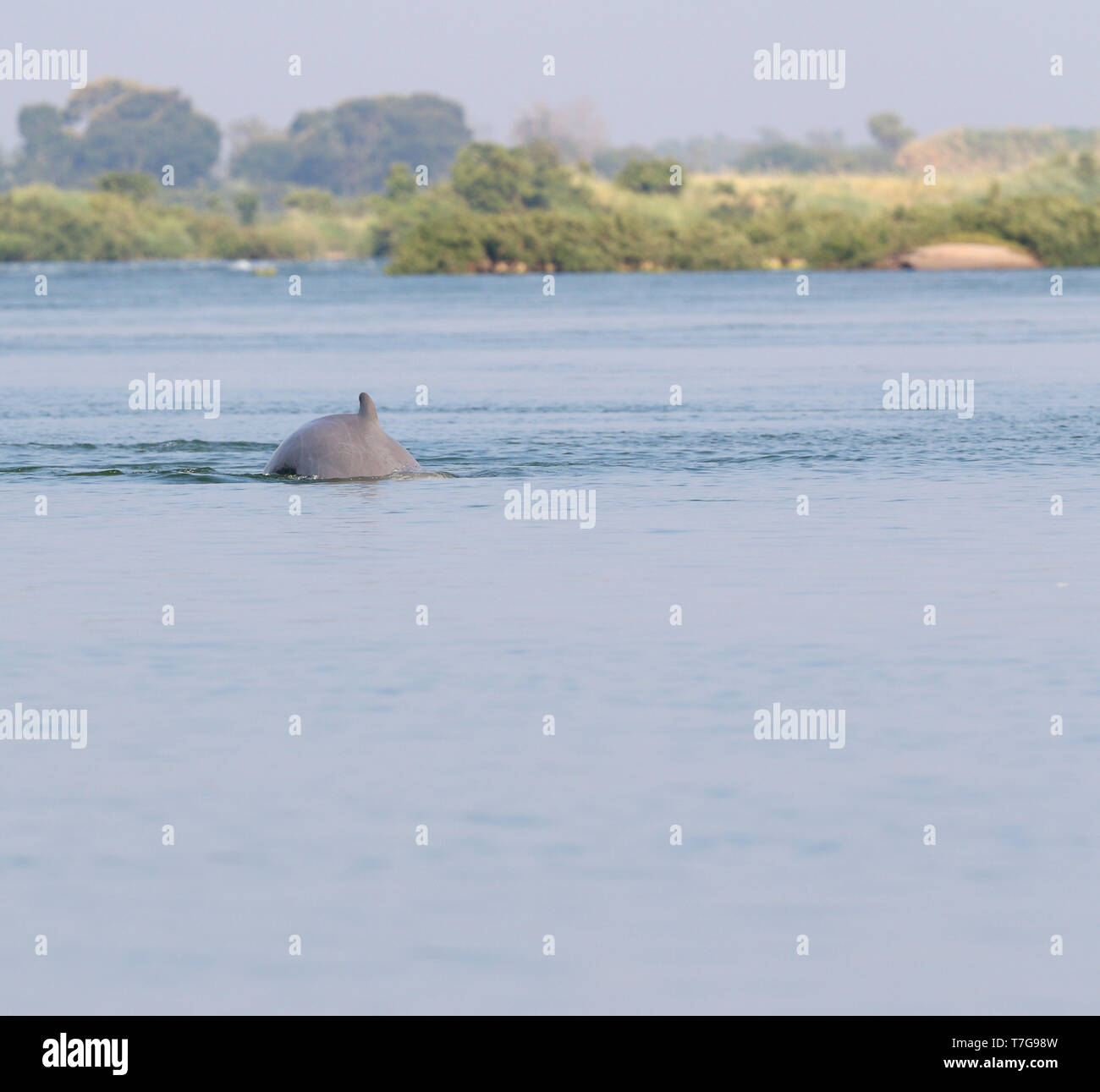 Irrawaddy river dolphin swimming hi-res stock photography and images ...