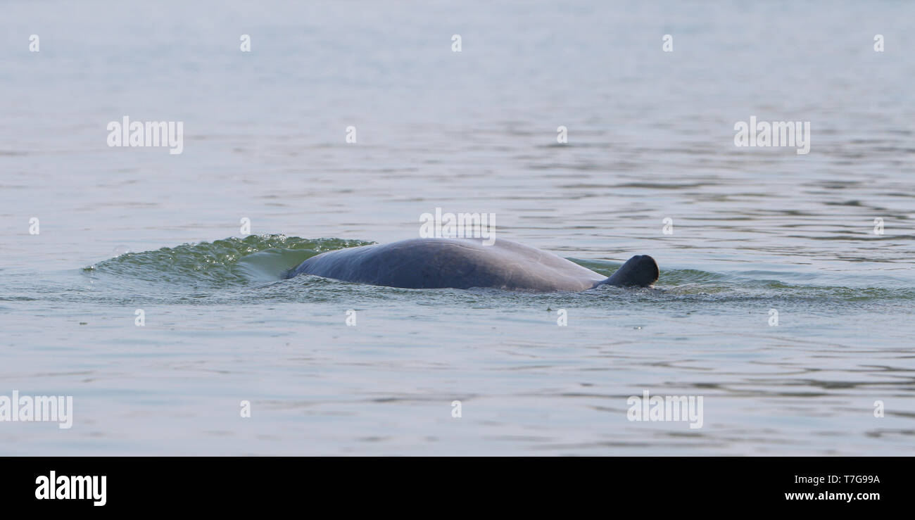 Euryhaline species hi-res stock photography and images - Alamy