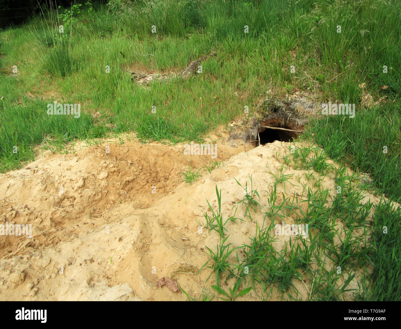 Badgers burrow hi-res stock photography and images - Alamy