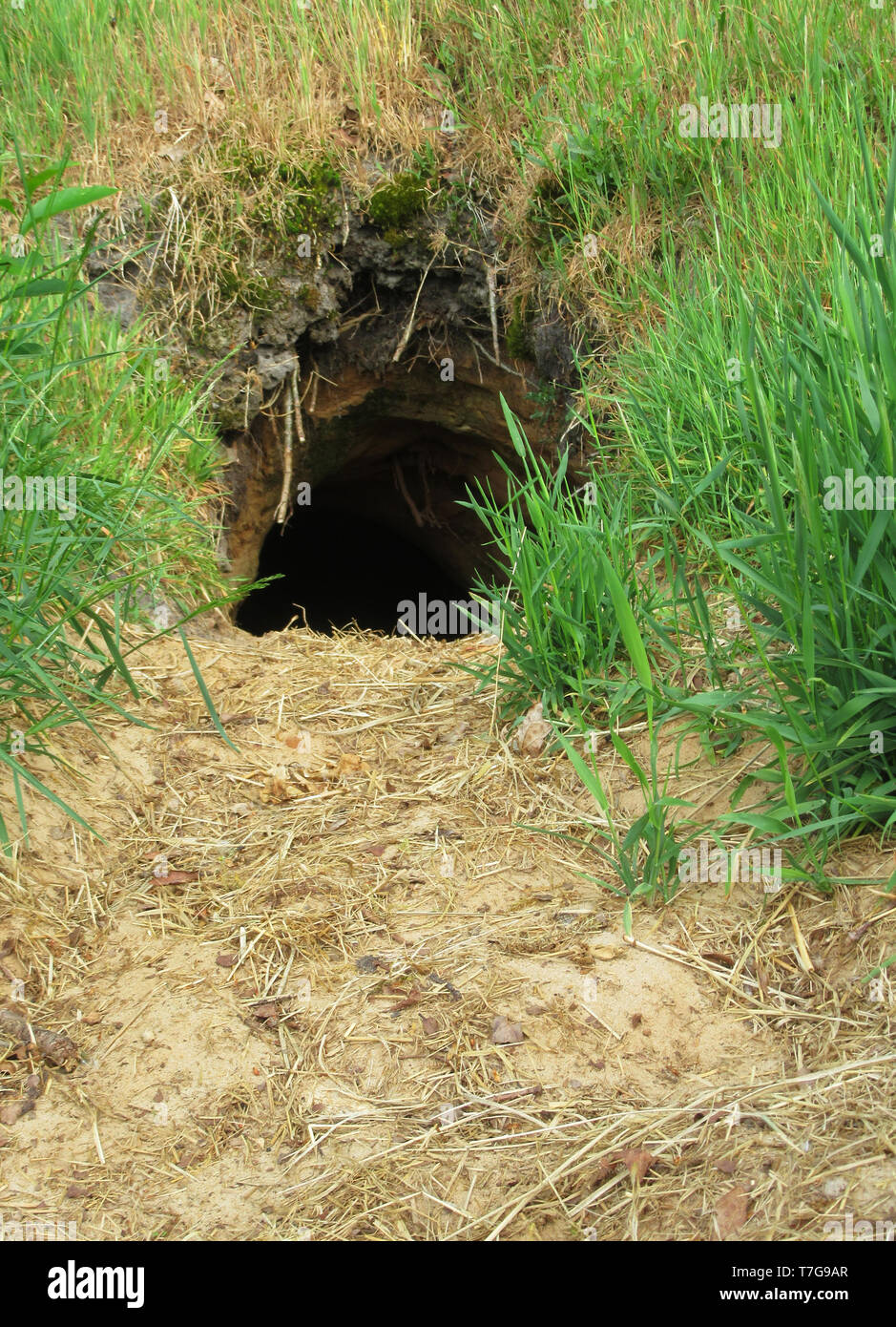 Badger sett entrance hole hi-res stock photography and images - Alamy