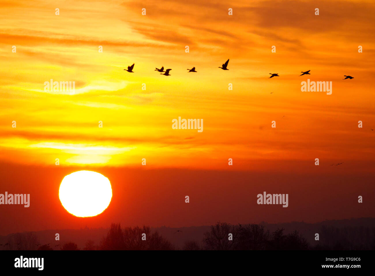 Group of Geese flying over Gelderse Poort in the Netherlands during ...