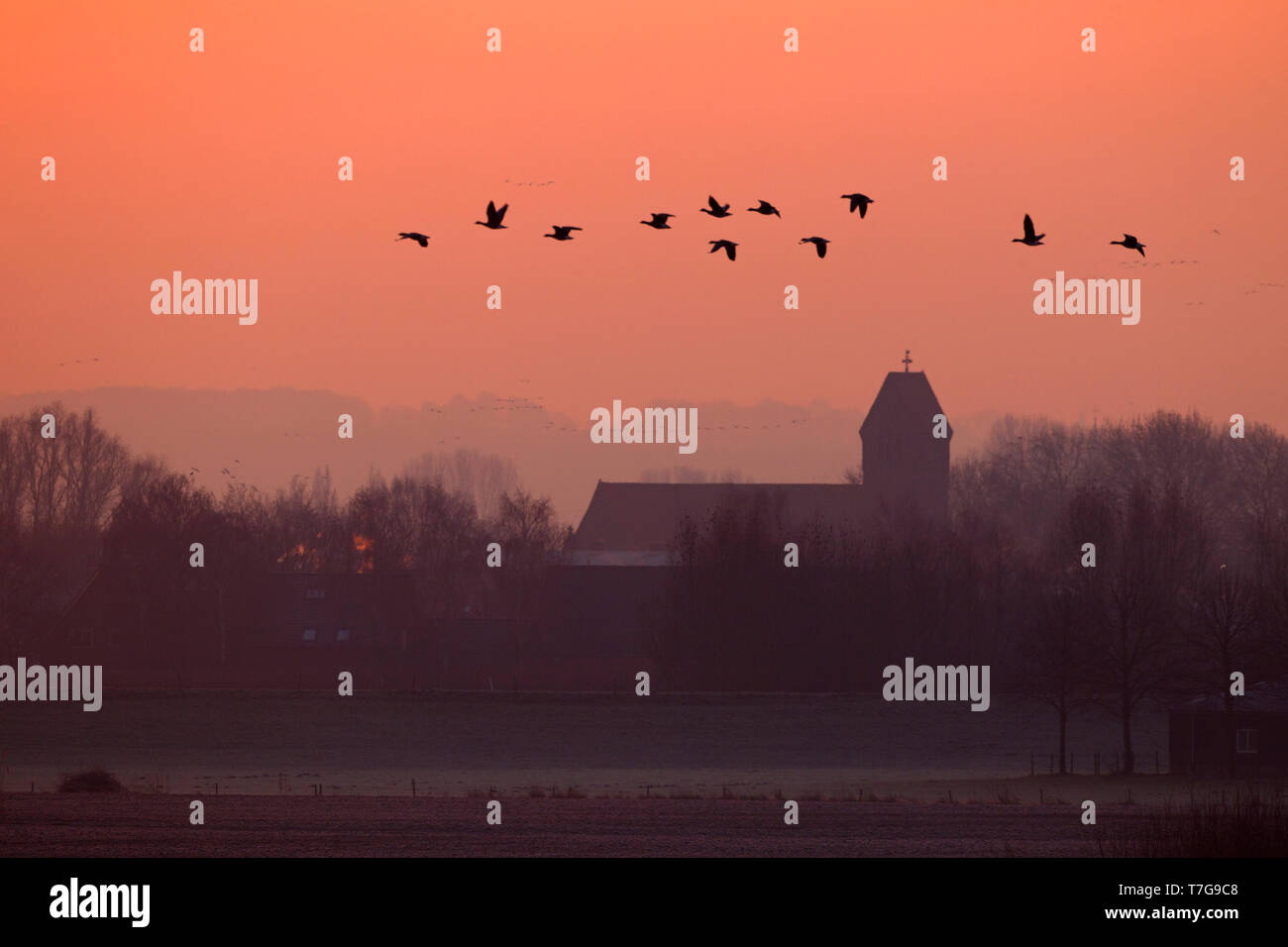 Group of Geese flying over Gelderse Poort in the Netherlands during ...