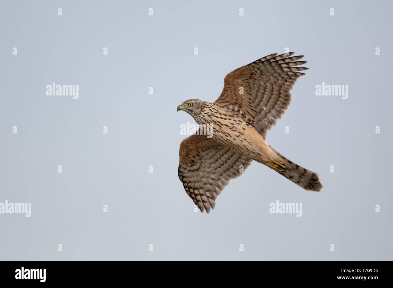 Northern Goshawk (1cy female) in flight at Arresø, Denmark Stock Photo ...