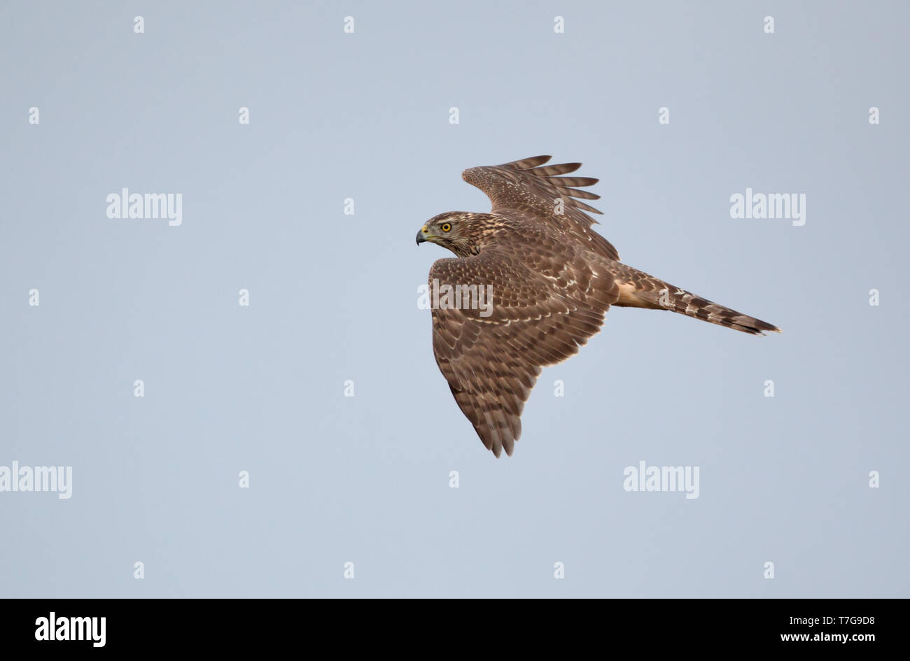 Northern Goshawk (1cy female) in flight at Arresø, Denmark Stock Photo ...