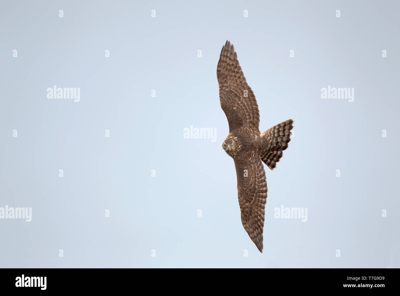 Northern Goshawk (1cy female) in flight at Arresø, Denmark Stock Photo ...