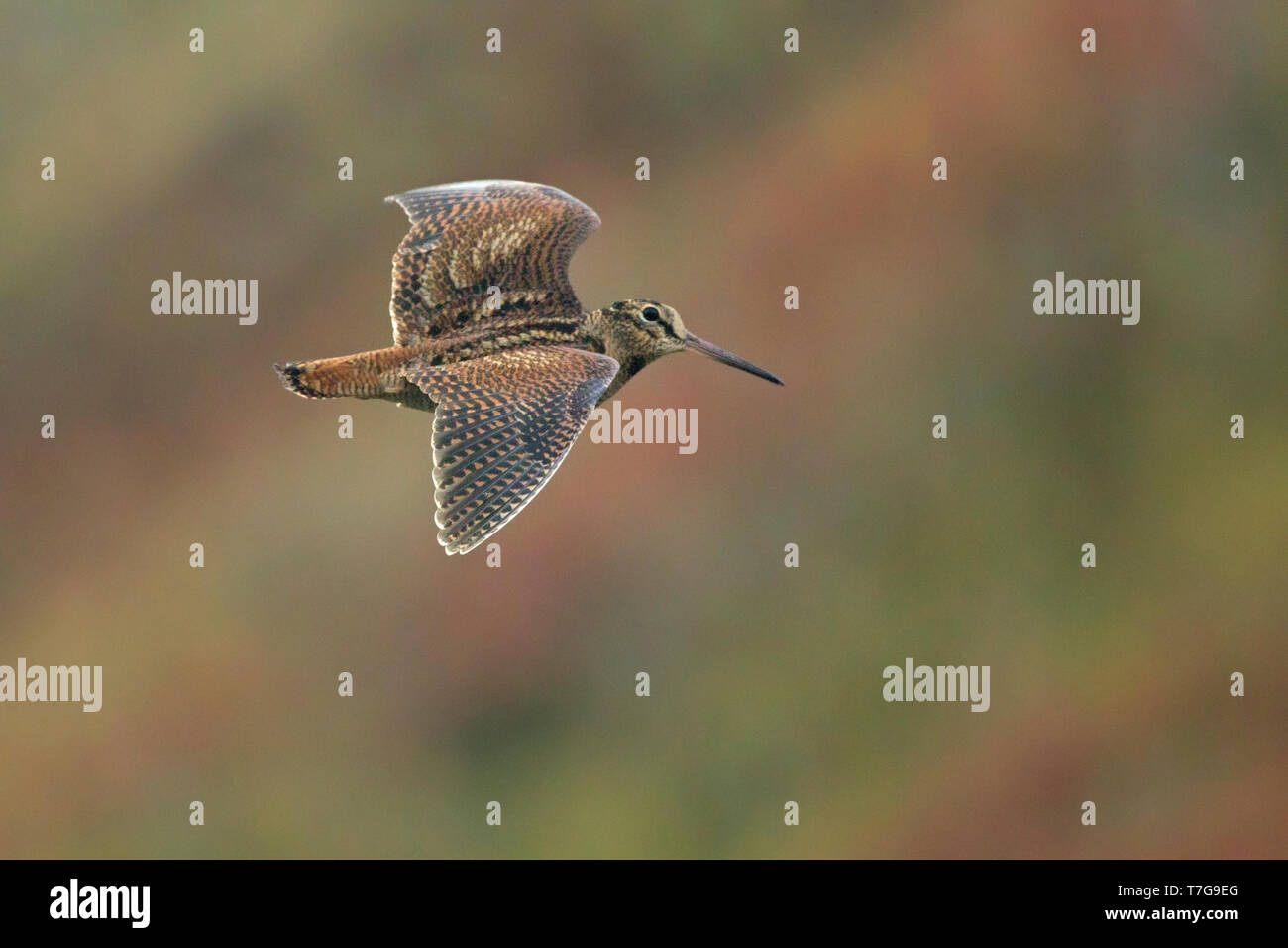 Eurasian Woodcock (Scolopax rusticola) in flight over Helgoland ...