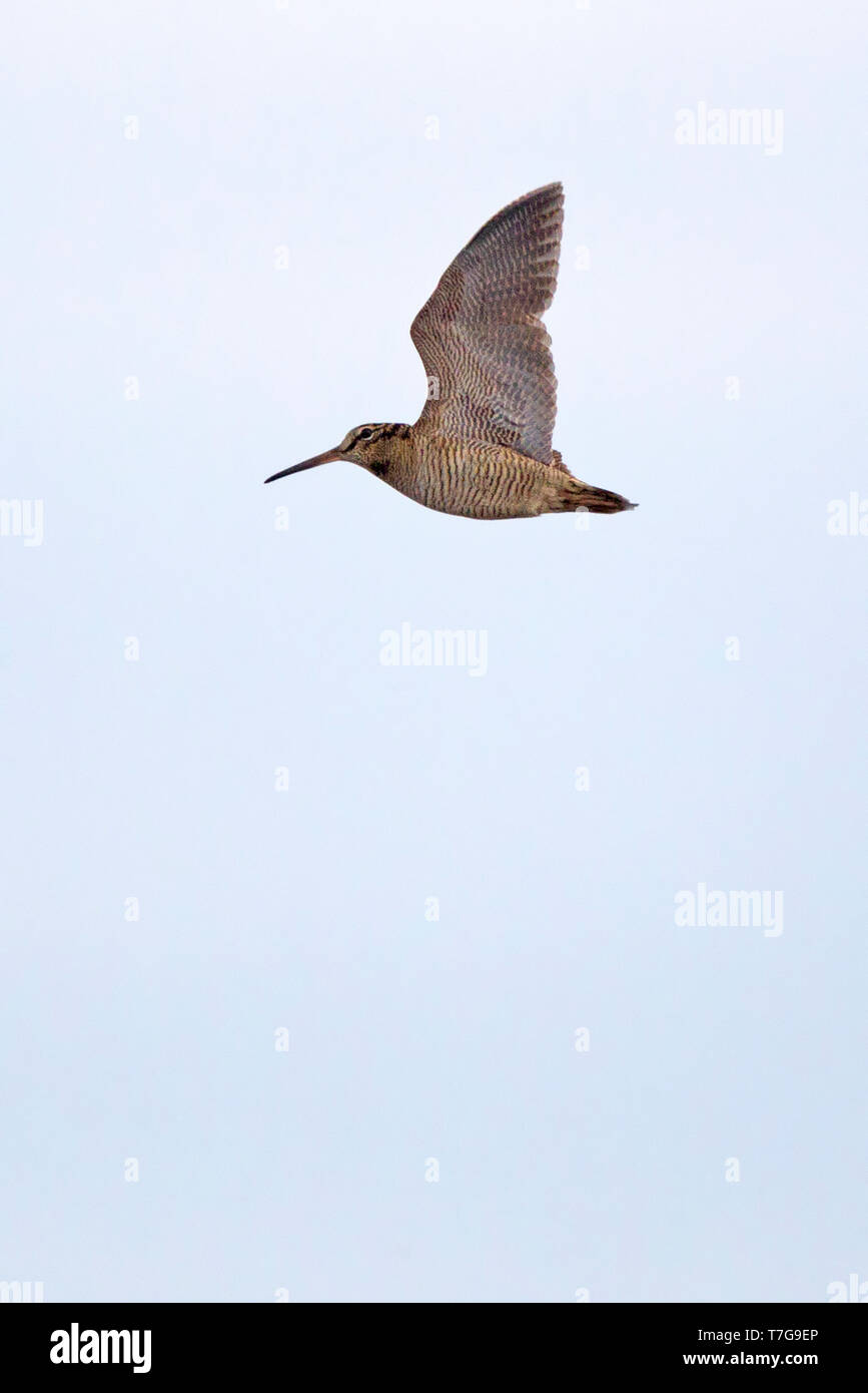 Woodcock Flying