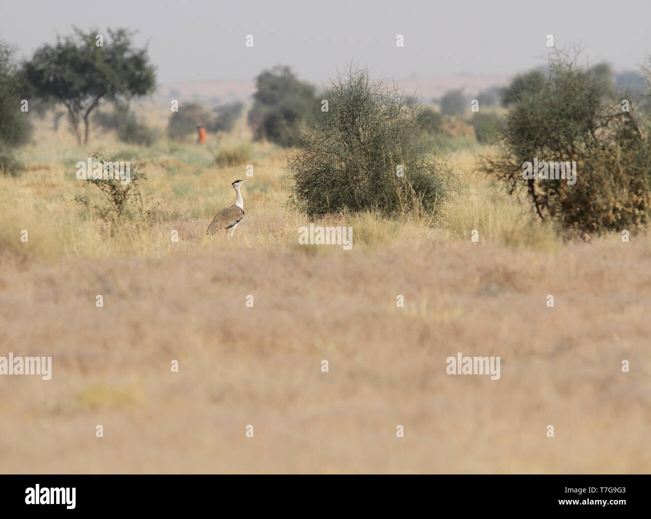 Critically Endangered Great Indian Bustard (Ardeotis nigriceps) in ...