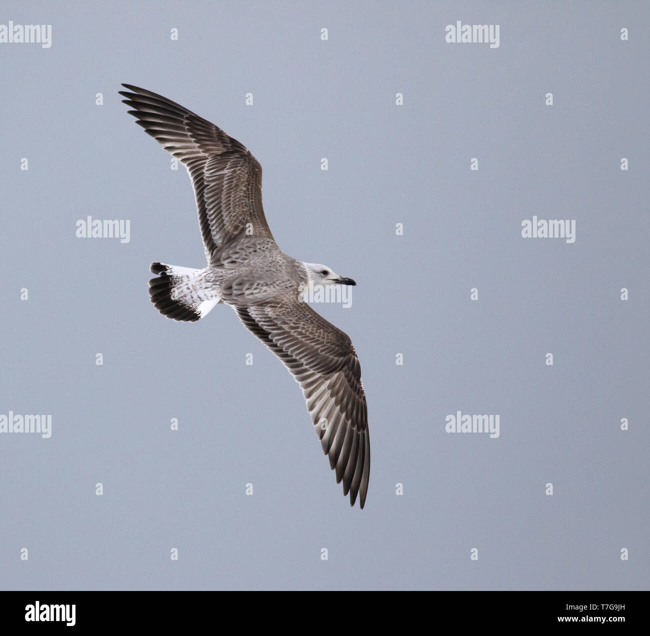 Caspian Gull (Larus cachinnans) in England. First-winter in flight ...