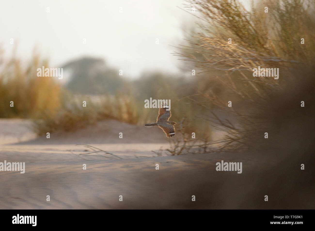 Golden nightjar hi-res stock photography and images - Alamy