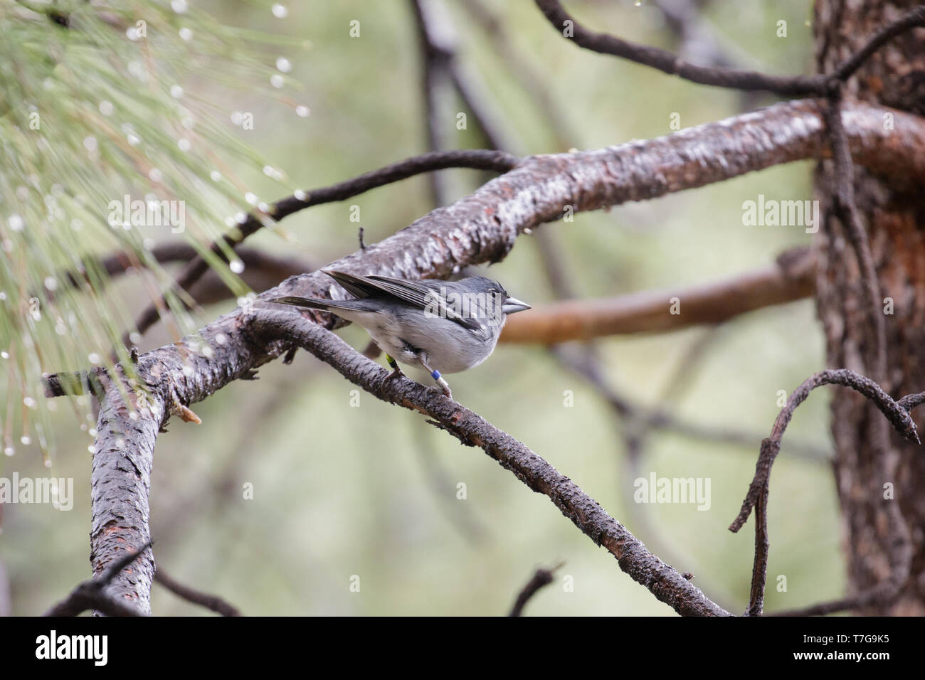 Fringilla canariensis canariensis hi-res stock photography and images ...