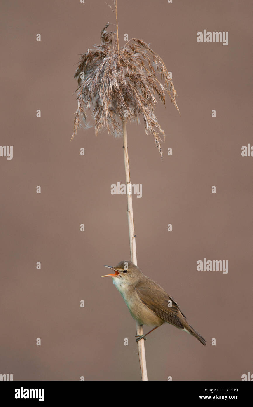 Male Eurasian Reed Warbler (Acrocephalus scirpaceus) singing it’s heart ...