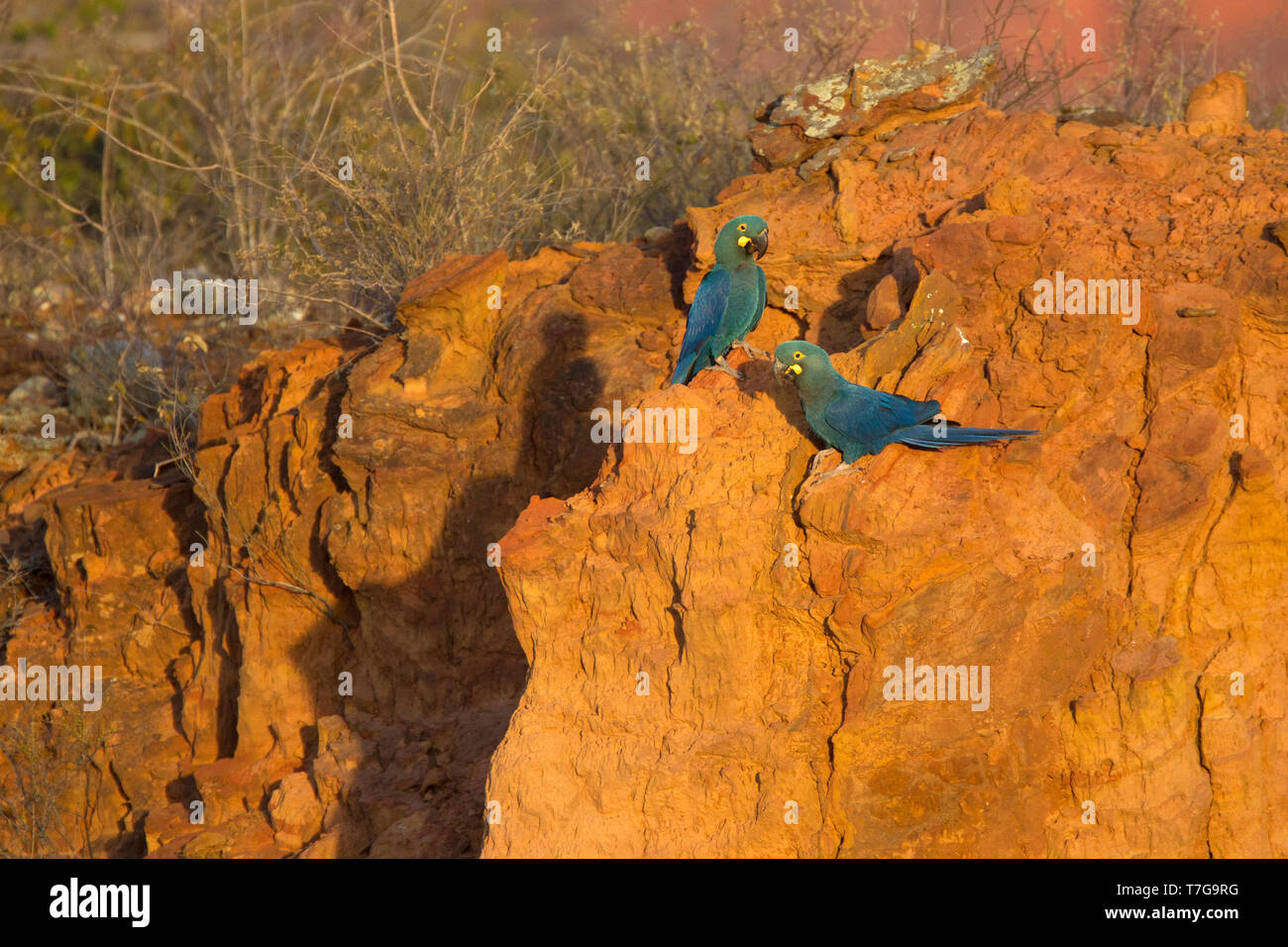 Colonies range hi-res stock photography and images - Alamy