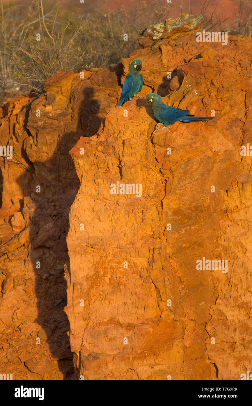 Pair of Lear's Macaws (Anodorhynchus leari) near roosting areo on a ...