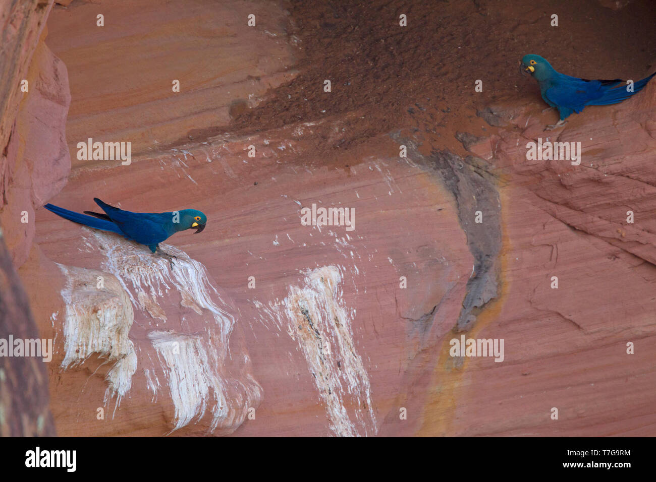 Lear's macaw hi-res stock photography and images - Alamy