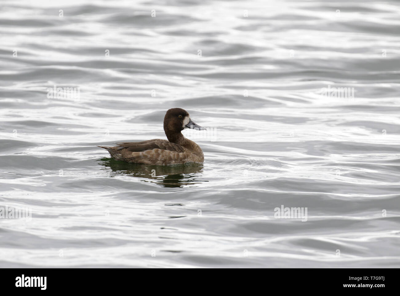 First-winter Lesser Scaup (Aythya affinis) swimming on a freshwater ...