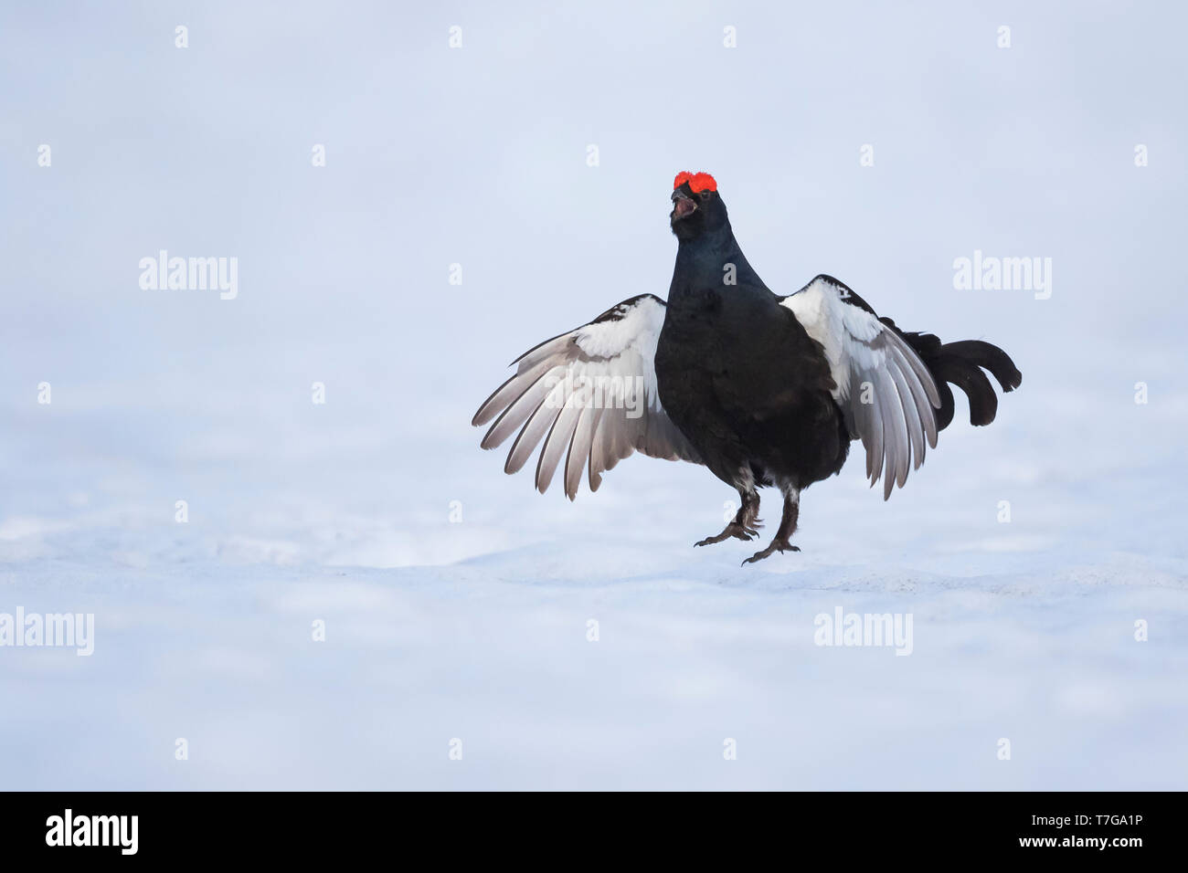 Adult male Black Grouse (Lyrurus tetrix tetrix) at a lek in Germany ...