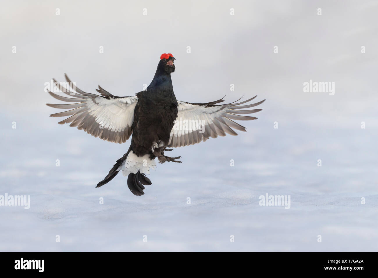 Adult male Black Grouse (Lyrurus tetrix tetrix) at a lek in Germany ...
