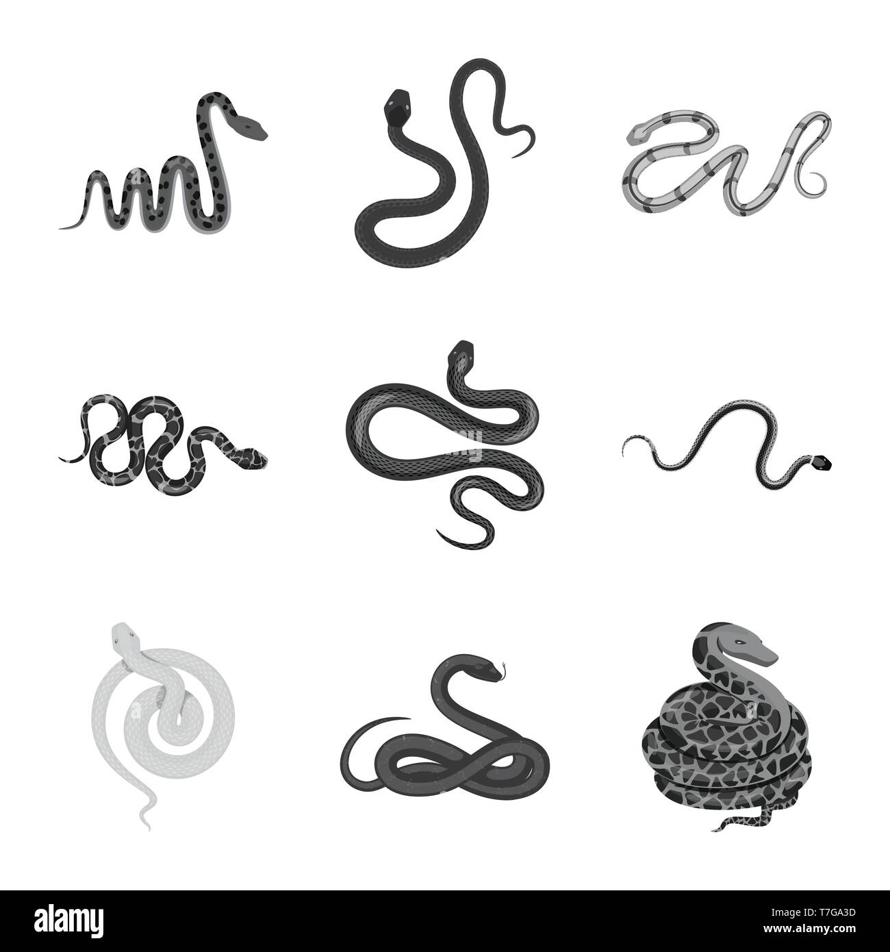 snake,amphibian,animal,viper,anaconda,python,tail,wild,cobra,white ...