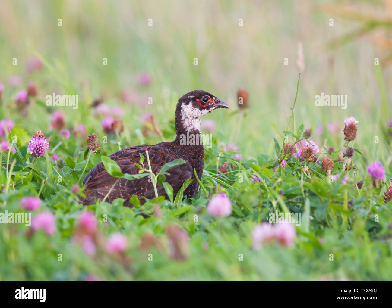 Common Pheasant (Phasianus colchicus), Germany, first-year male ...