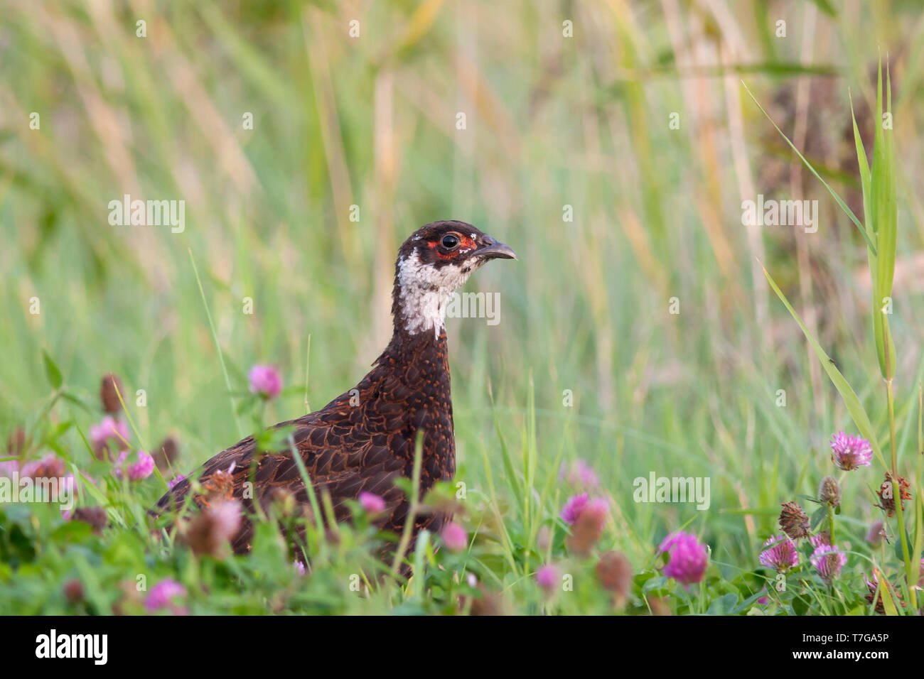 Common Pheasant (Phasianus colchicus), Germany, first-year male ...