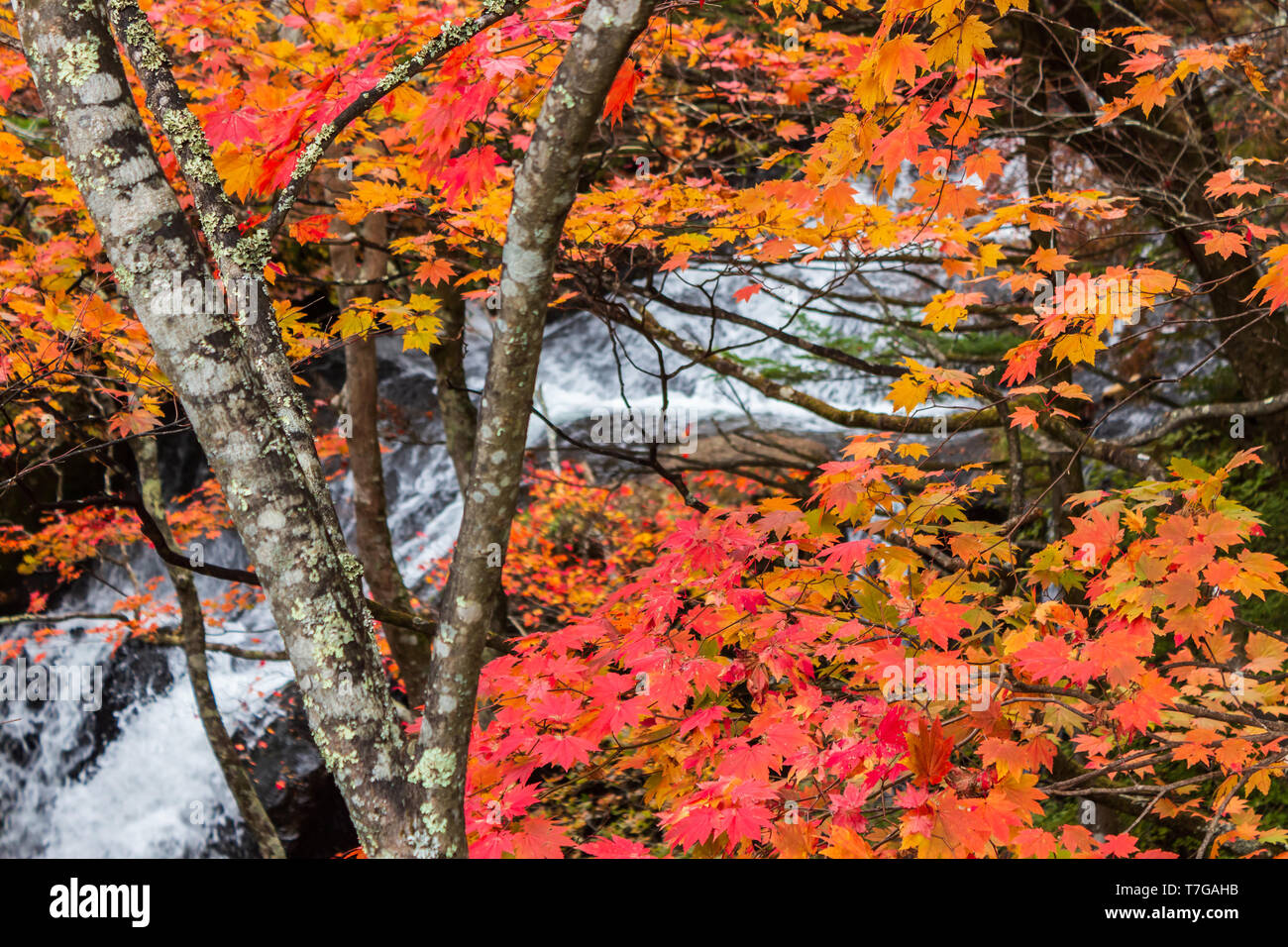 Colorful maple leaf in autumn landscape with bright colorful leaves ...